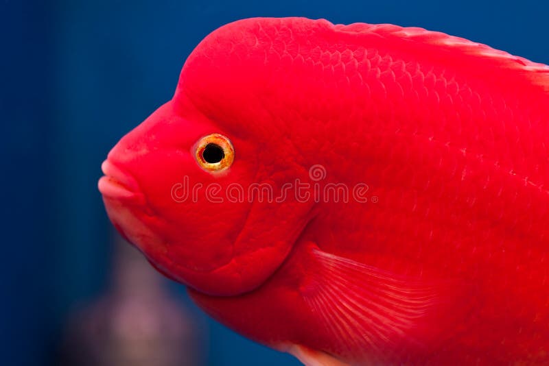 Red cichlid fish stock photo. Image of tropical, head - 31929456
