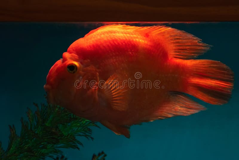 Red Cichlid Parrot Fish Close Up Stock Image - Image of bright, pets ...