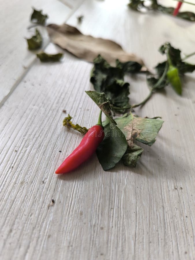 Red Cili stock photo. Image of drycili, malaysia, cili - 371541626