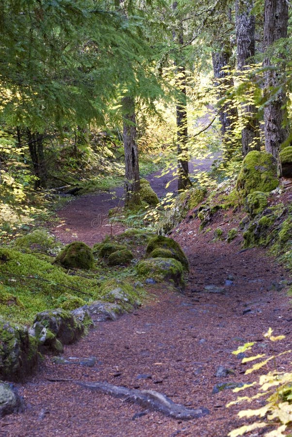 Red Cinder Path through the Forest Stock Photo - Image of light, autumn ...