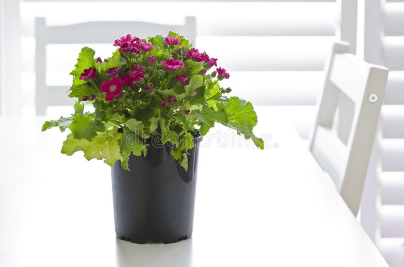 Red Cineraria stock image. Image of choice, large, hatchery - 42581351