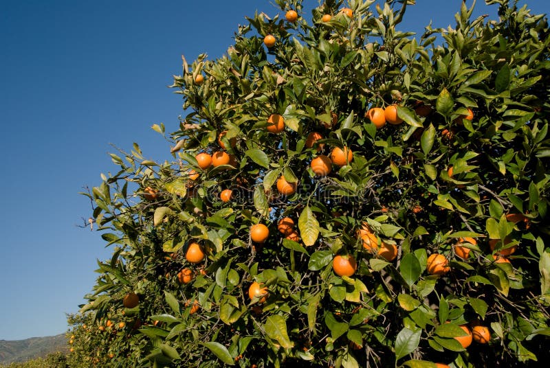 Florida orange grove stock photo. Image of citrus, agriculture - 2266444