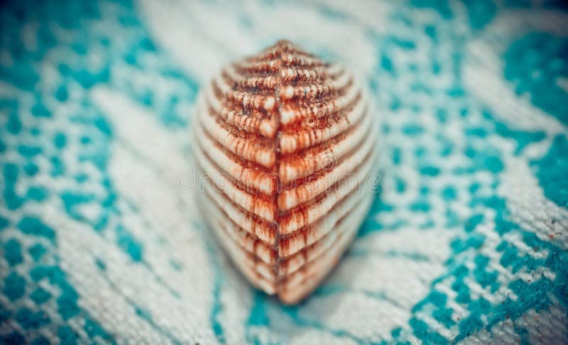 Red stock photo. Image of opened, nwhite, afraid, creatures - 56655208