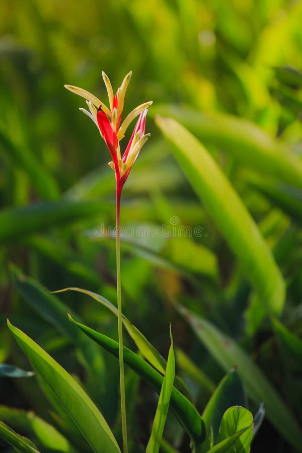 Claw Flower is Red-yellow, Standing Upright, and Has a Green Leaf ...