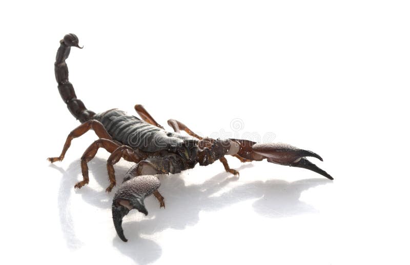 1+ Red claw scorpion Free Stock Photos - StockFreeImages