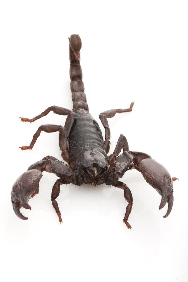 Red Claw Scorpion stock image. Image of animal, colorful - 30716629
