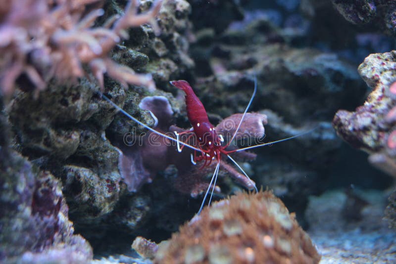 Red cleaner Shrimp stock photo. Image of aquaworld, tang - 76759332