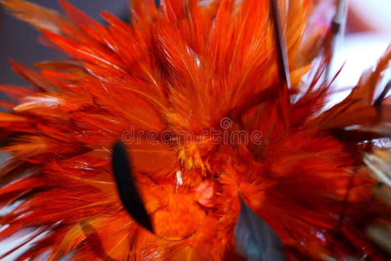 Red Cleaning Feather Duster Stock Photo - Image of bird, color: 329591134
