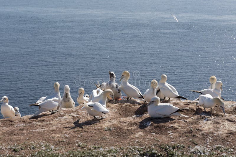The Red Cliffs on Island Helgoland Germany Stock Photo - Image of ...