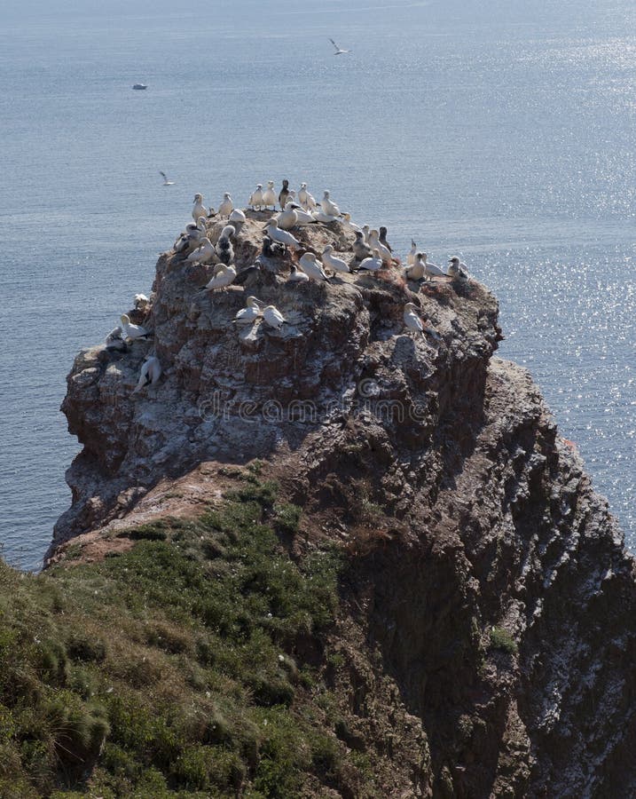 The Red Cliffs on Island Helgoland Germany Stock Photo - Image of ...