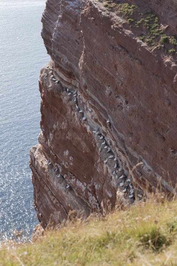 The Red Cliffs on Island Helgoland Germany Stock Photo - Image of morus ...
