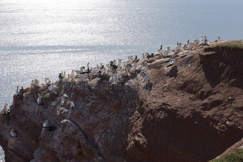 The Red Cliffs on Island Helgoland Germany Stock Photo - Image of ...