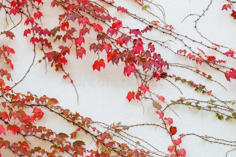 Red Climber on the Wall stock image. Image of nature - 51608407