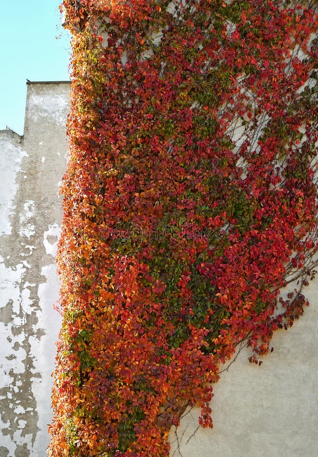 Red Climbing Plant on the Wall Stock Photo - Image of view, hungary ...