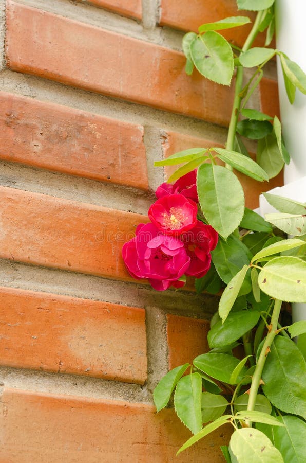 Red Climbing and Rambler Roses Stock Photo - Image of green, fukuoka ...