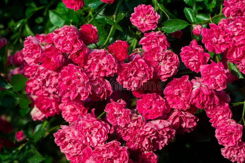 Red climbing rose flowers stock image. Image of macro - 223902625