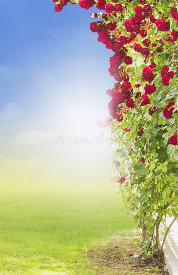 290 Climbing Rose Border Stock Photos - Free & Royalty-Free Stock ...