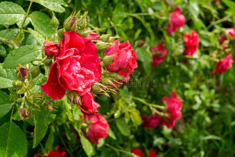 Red Climbing Rose stock image. Image of thorn, summer - 70823169