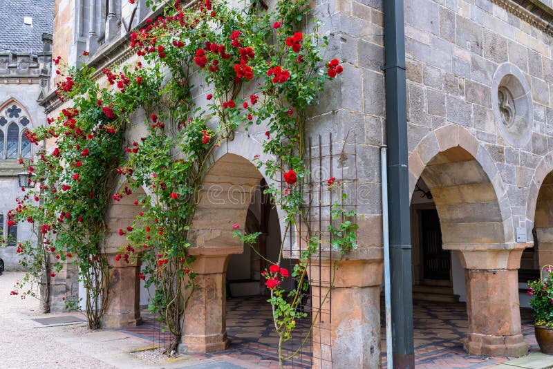 Red Climbing Roses Growing on the Wall of the Building. Stock Image ...