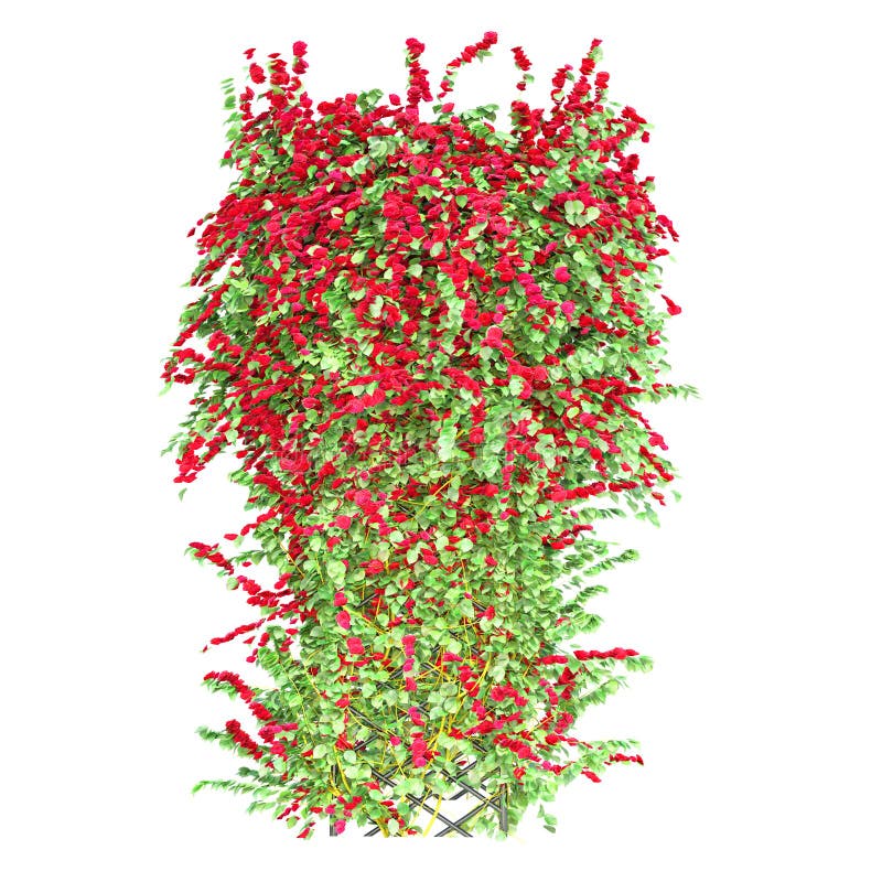 Red climbing roses pergola stock illustration. Illustration of blooming ...
