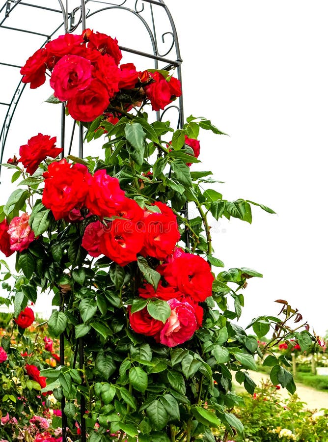 Red climbing roses stock image. Image of plant, blooming - 87855187