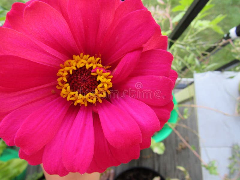 Red Close-up of a Cosmos Flower Stock Image - Image of cosmos, grown ...