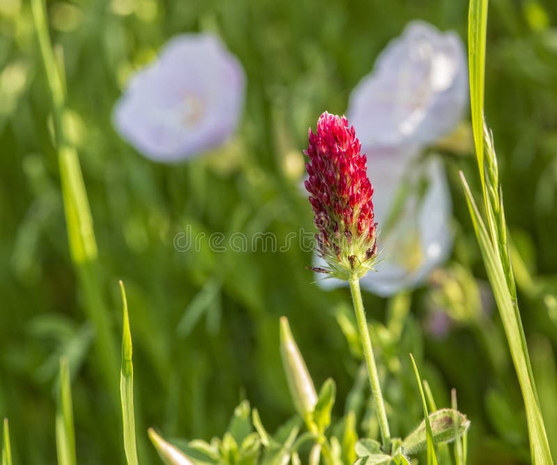 Red clove in Spring stock image. Image of clove, nation - 90396707