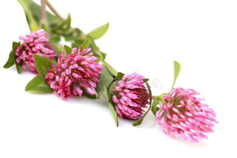 Red Clover stock photo. Image of wild, pratense, nature - 10755254
