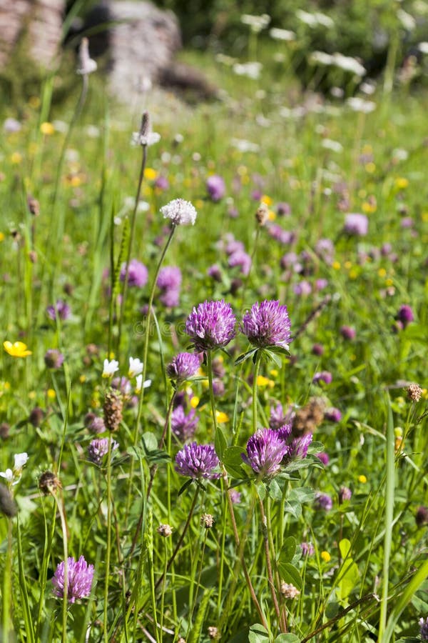 Red Clover stock photo. Image of grassland, outdoors - 22194500