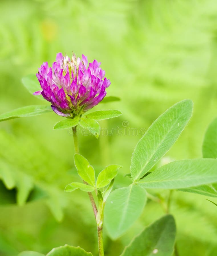 Red Clover stock image. Image of pink, wild, honey, field - 25281653