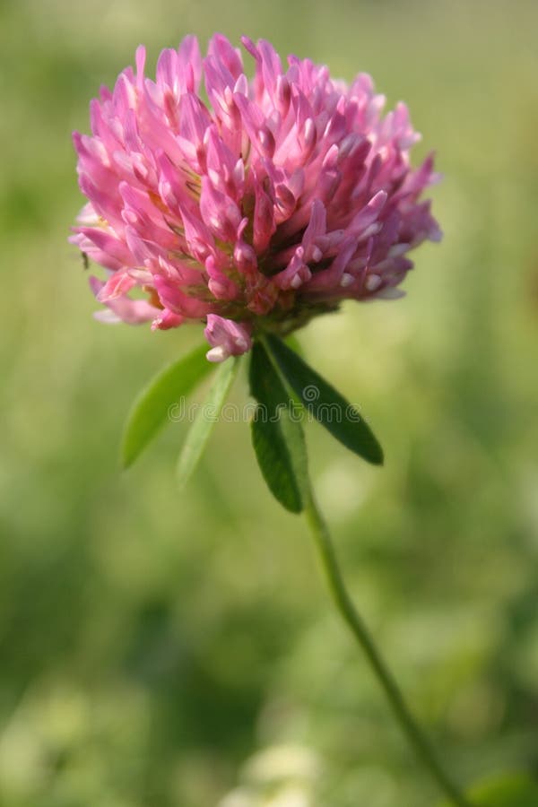 Red clover stock photo. Image of flower, meadow, trifolium - 6548998
