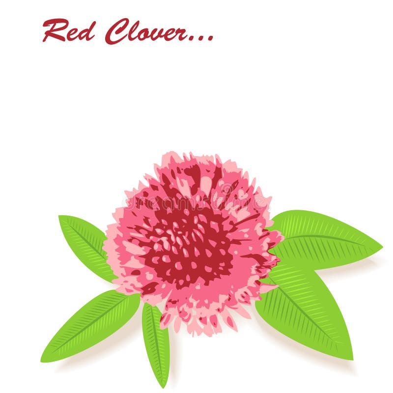 Red Clover Background with a Space for the Text. Stock Vector ...