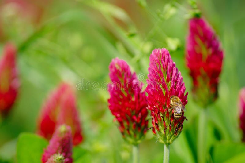 Red Clover and Bee stock photo. Image of grass, clover - 37813928