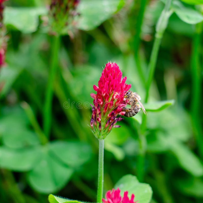 Red clover with bee flower stock photo. Image of ecology - 320332410