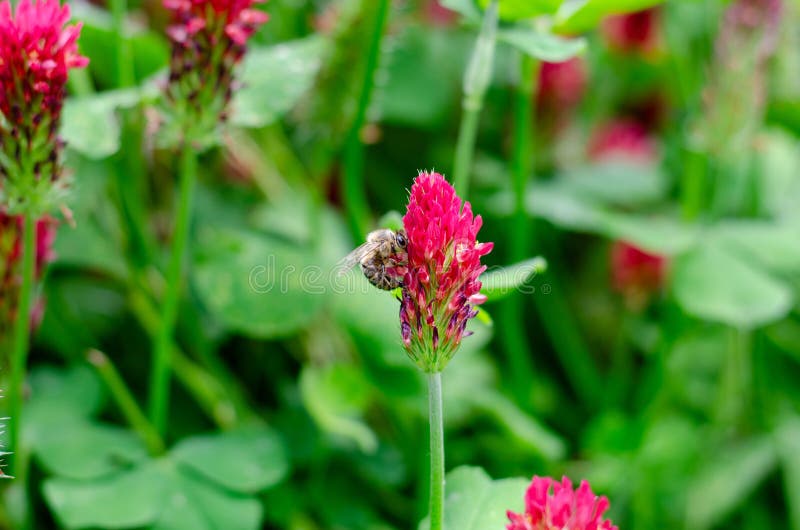 Red clover with bee flower stock image. Image of meadow - 320332417