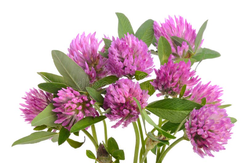 Red clover stock image. Image of clover, grass, leaf - 32282693