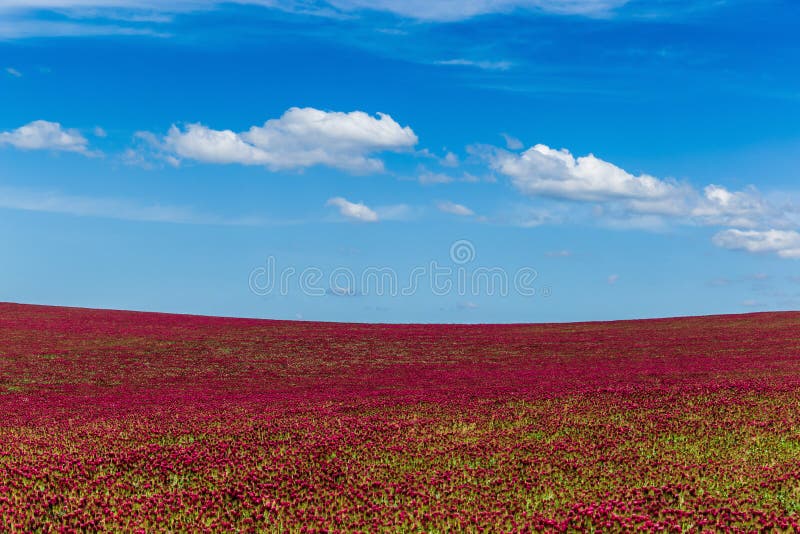 Red Clover Field and Blue Sky in Summer Day. Stock Photo - Image of ...