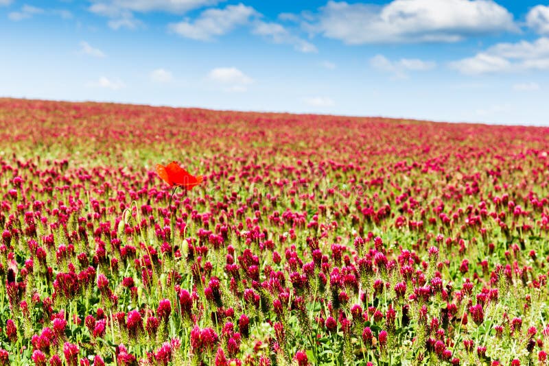 Red Clover Field and Blue Sky in Summer Day. Stock Photo - Image of ...