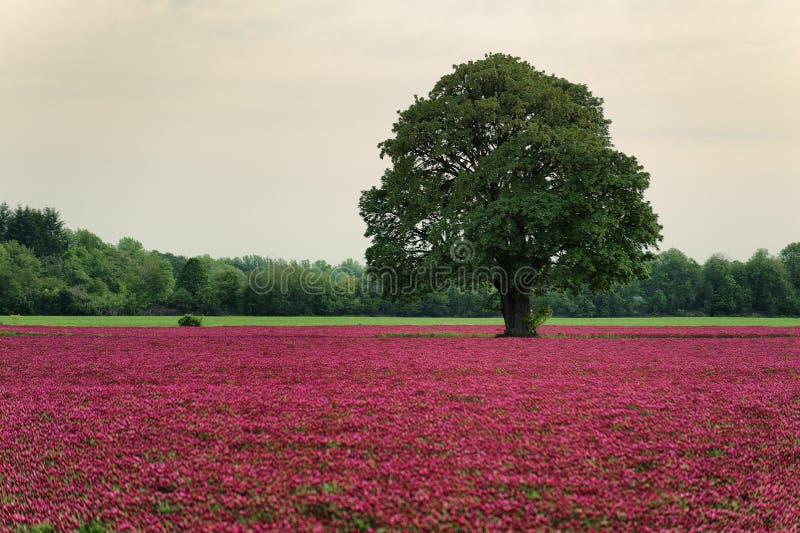 Red Clover Field and White Oak Tree Stock Photo - Image of oregon ...