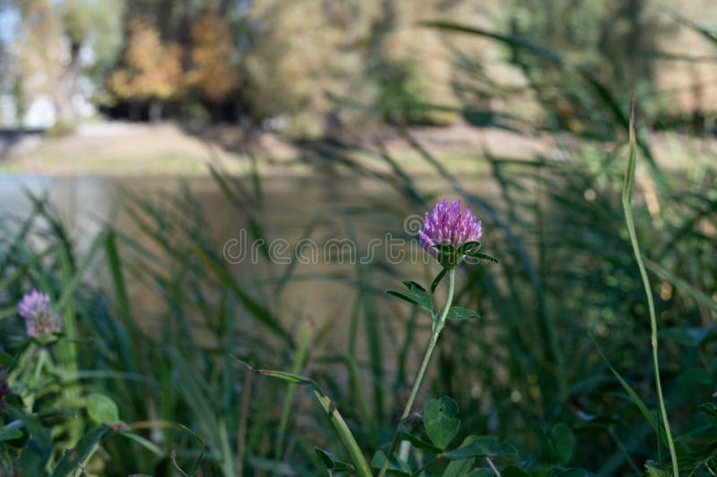 Red Clover Flower in the Grass in Autumn by the River. Stock Photo ...