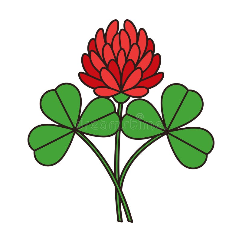 Red Clover Flower Stock Illustrations – 3,258 Red Clover Flower Stock ...