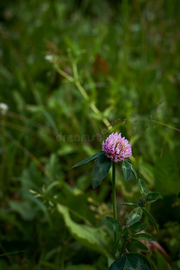 Red Clover Flower Growing on Meadow among Grass Stock Photo - Image of ...