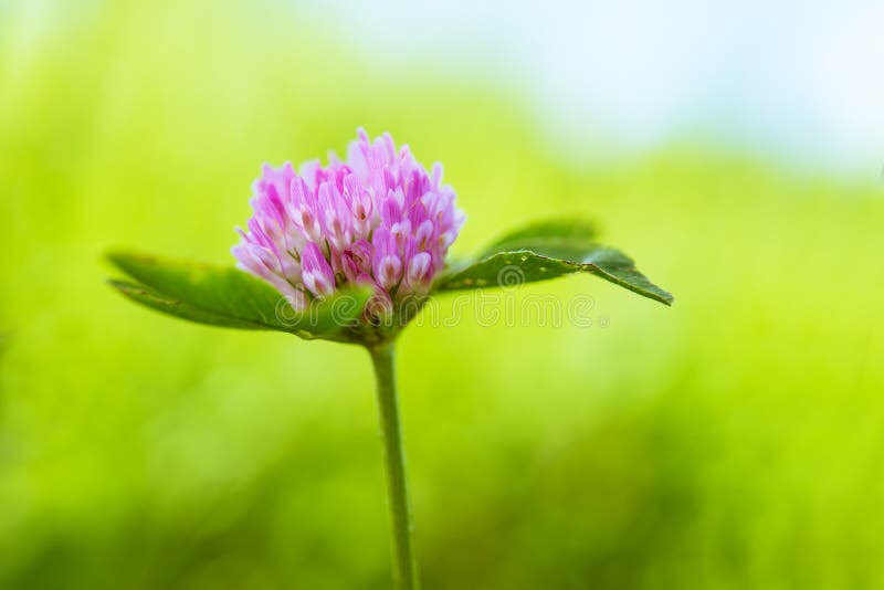 Red clover flower stock image. Image of blooming, bright - 34244017