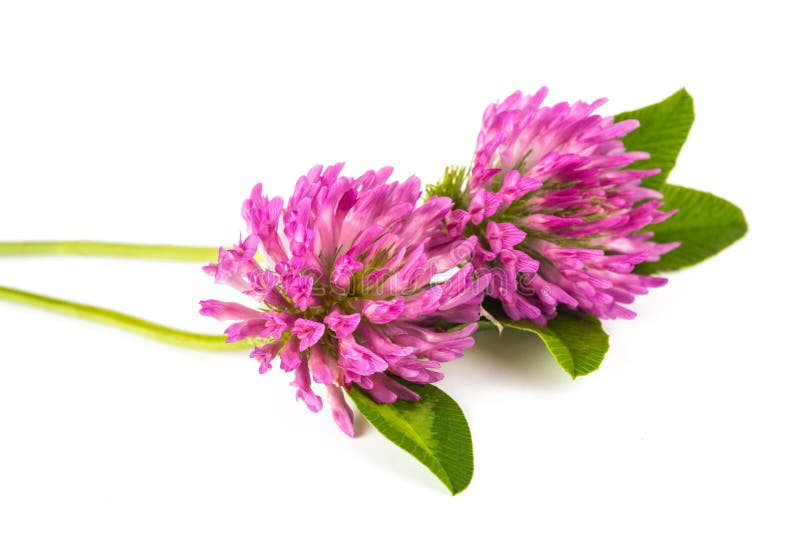 Red clover flowers stock image. Image of flower, medicine - 175917511