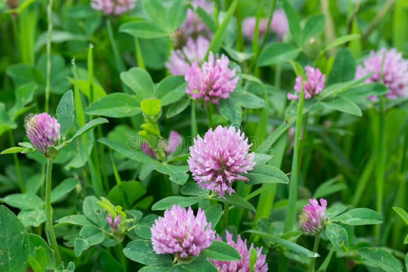The Red Clover Grows in the Meadow Stock Image - Image of blossom, leaf ...