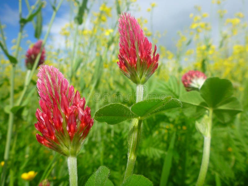 Red Clover Flowers in Meadow Stock Image - Image of clover, meadow ...