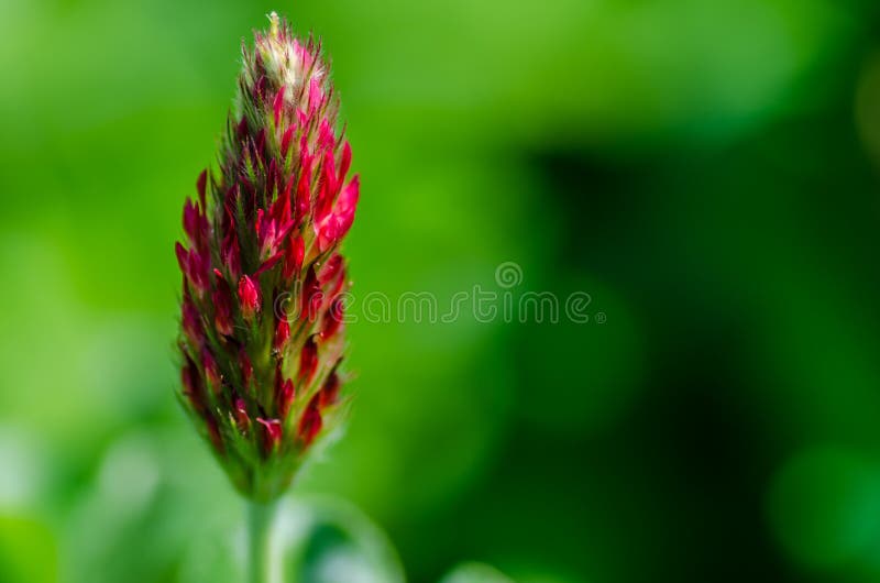 Red clover with green stock photo. Image of earth, present - 87613246
