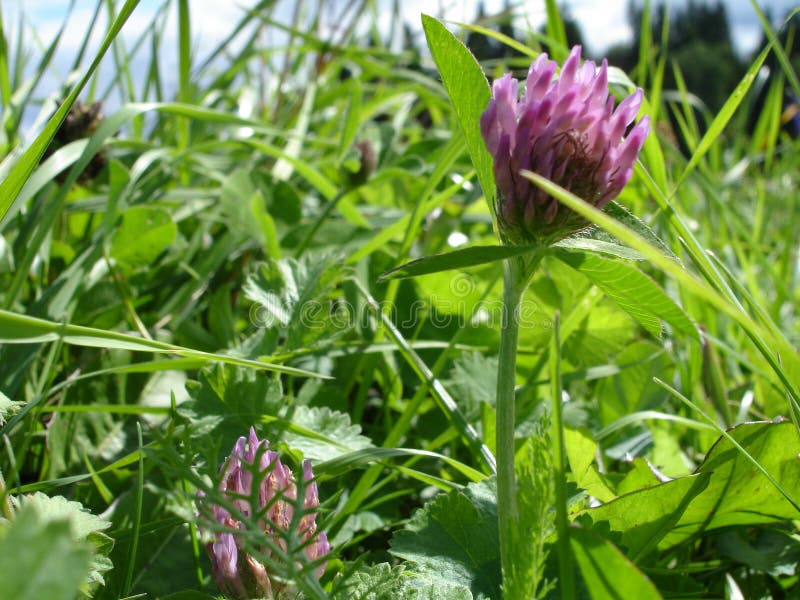 Red clover stock image. Image of clover, natural, plant - 171758571