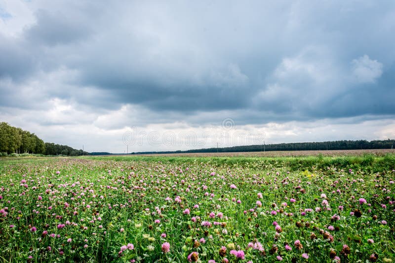 Red Clover Growing in Field Stock Photo - Image of wild, spring: 185657846