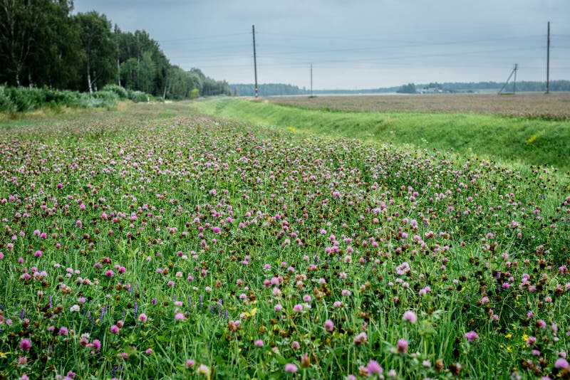 Red Clover Growing in Field Stock Photo - Image of pink, purple: 185662978